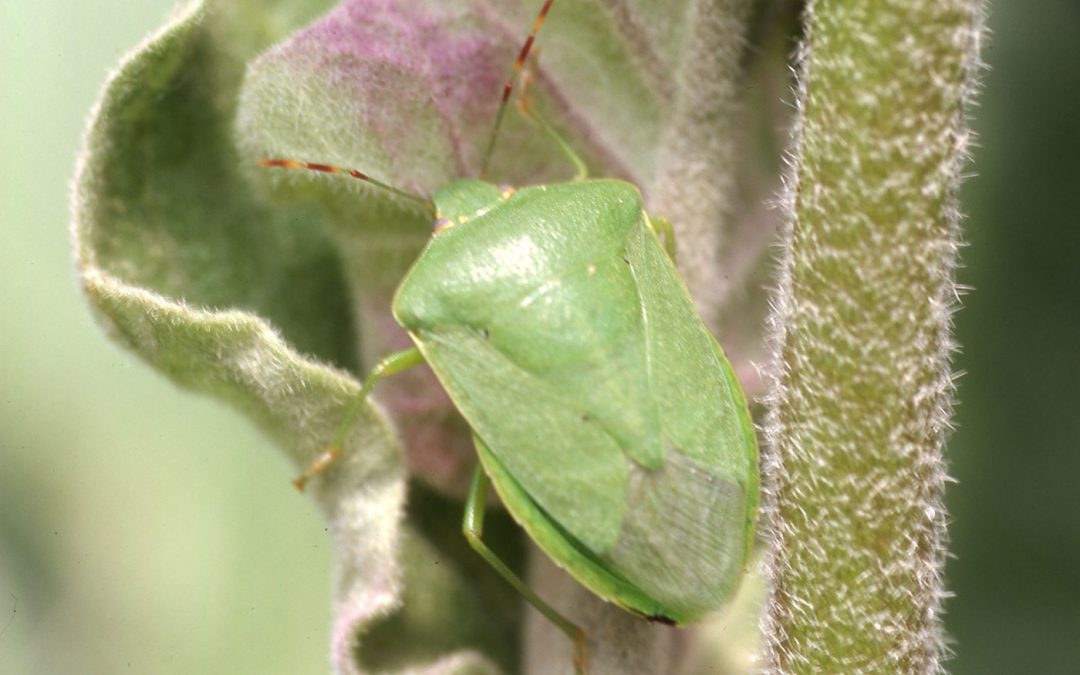 Zuidelijke groene stinkwants rukt op in paprika en komkommer - Vakblad ...