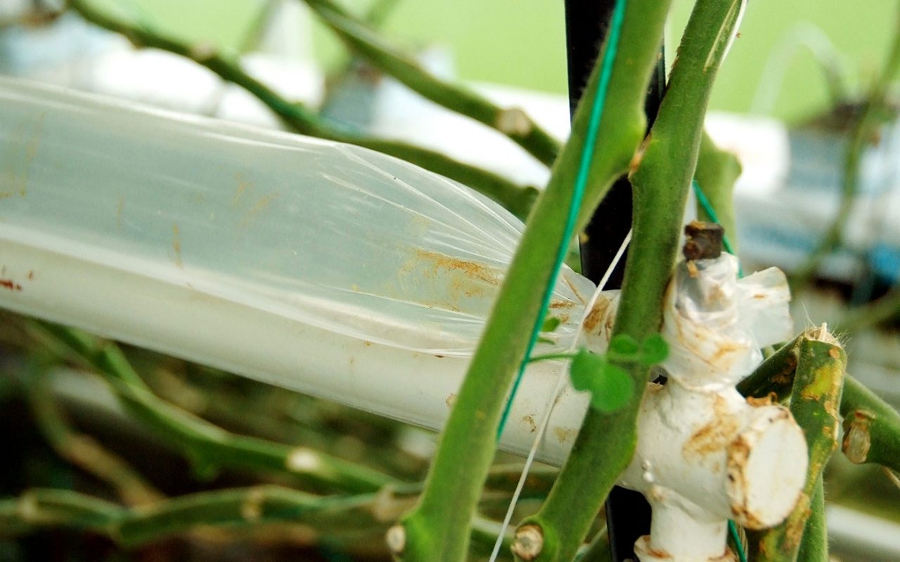 ISO Robot Plug Planting machine nominatie GreenTech Innovation Award