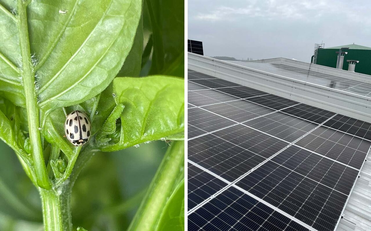 Ron Jansen: ‘Onze paprikateelt ligt op koers, ondanks Fusarium ...